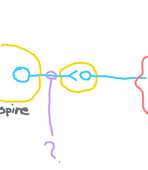 Anatomy Chapter 18 Flashcards | Memorang