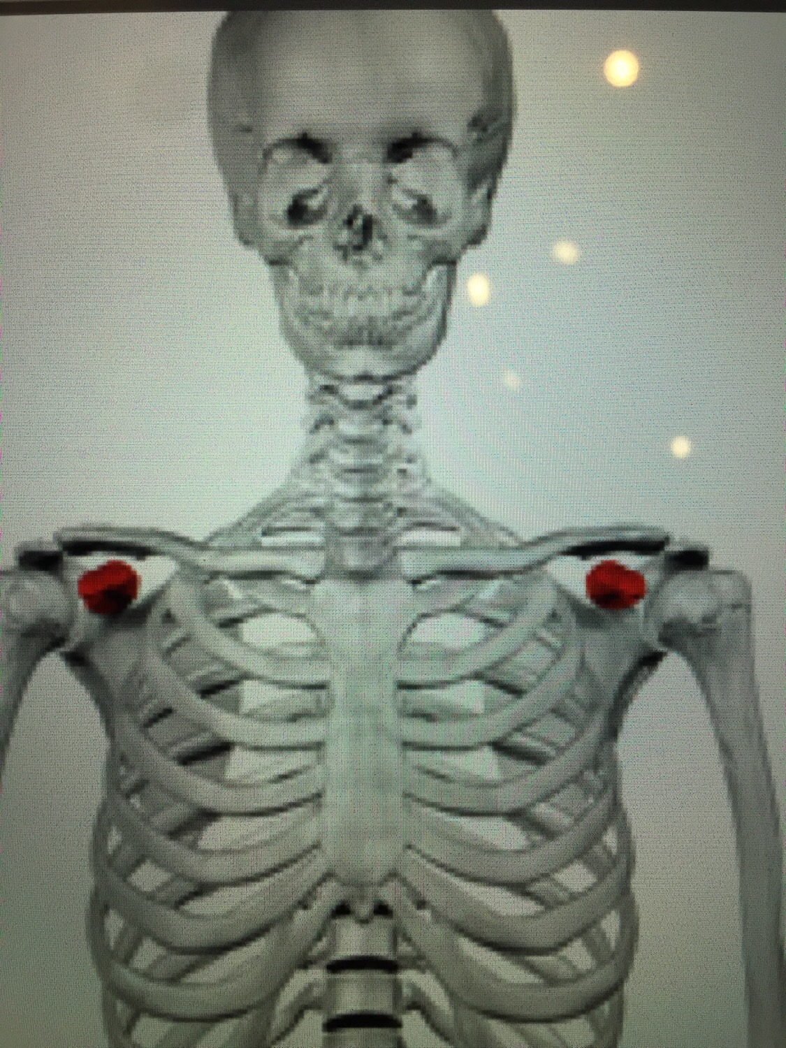 Bones and shit Flashcards | Memorang