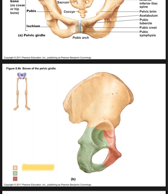 Lower appendages Flashcards | Memorang