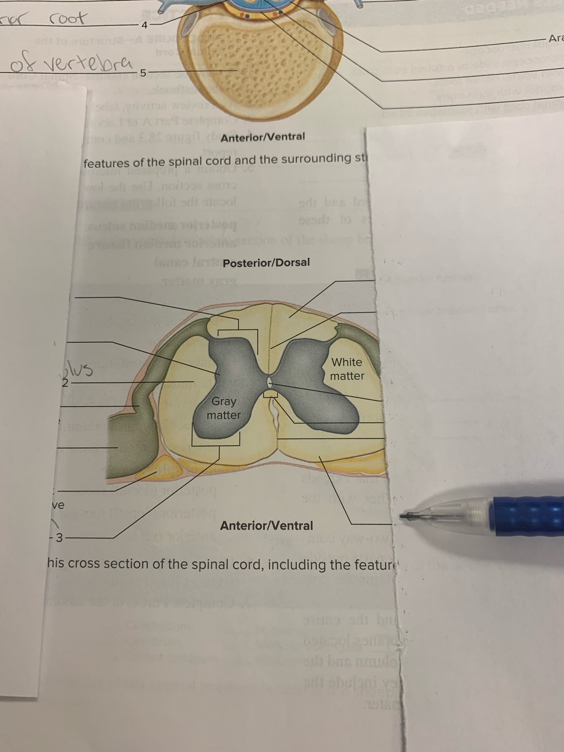 Spinal cord cross section Flashcards | Memorang