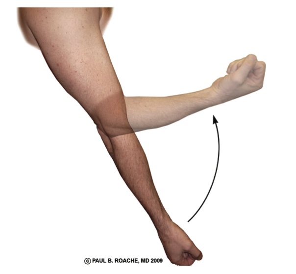 Basic Muscle Movements Flashcards | Memorang