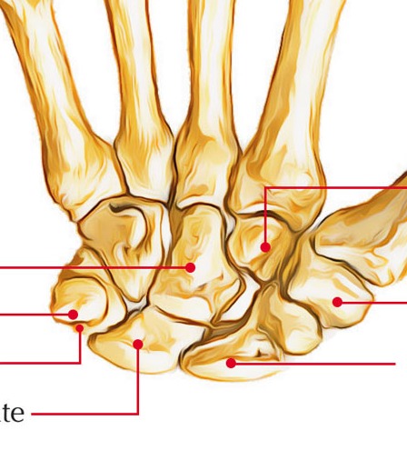 Carpal bones Flashcards | Memorang