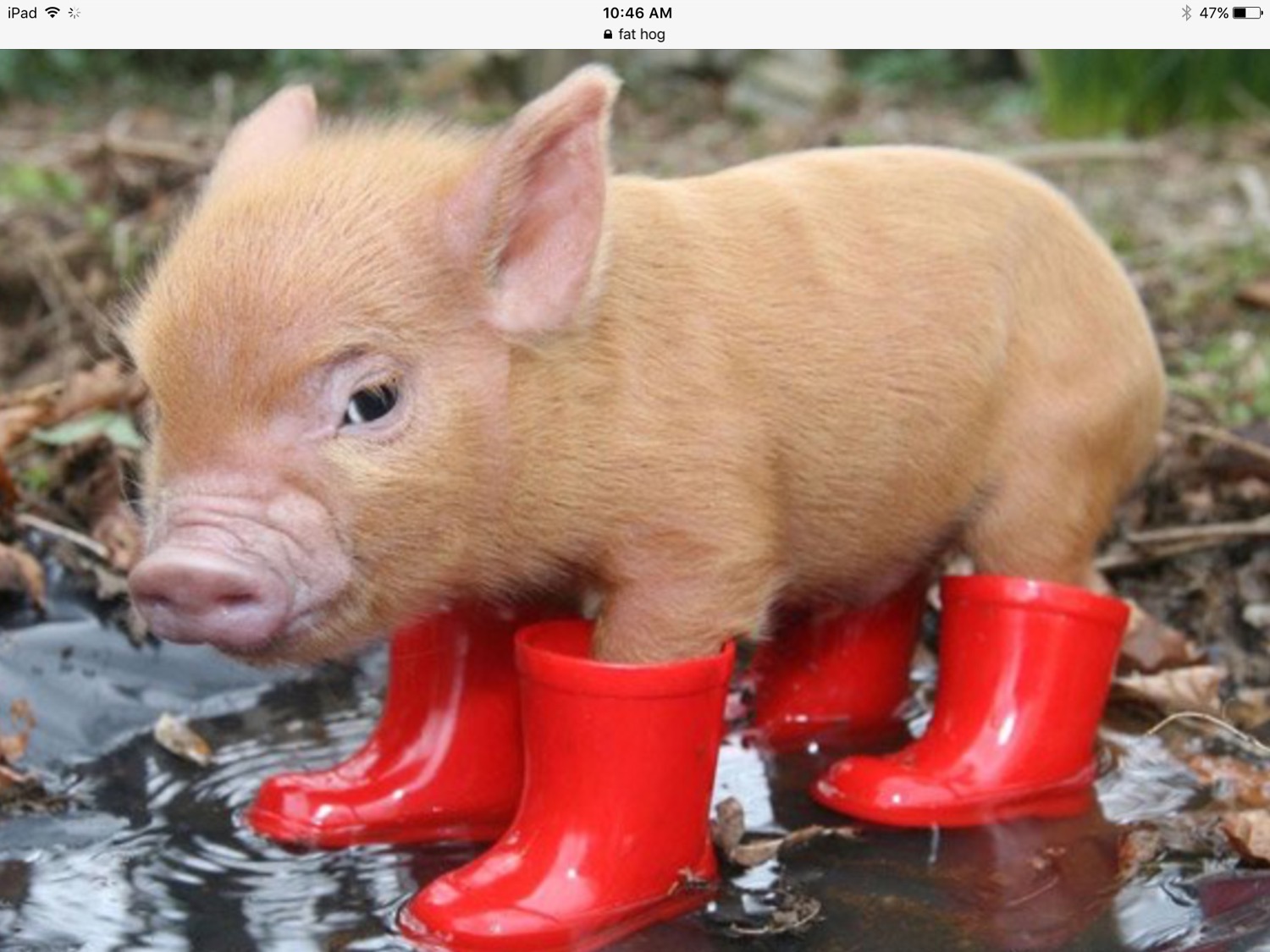 Things I like Flashcards | Memorang