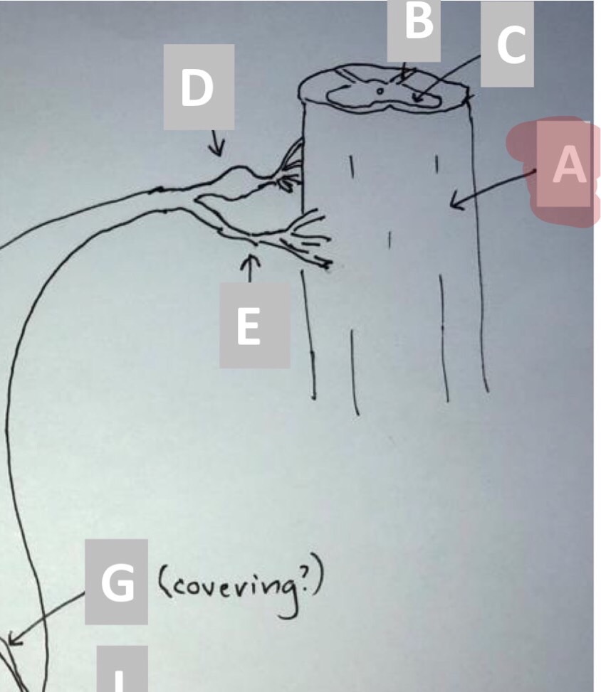 Handout 2 - Micro & Some Imaging Flashcards | Memorang