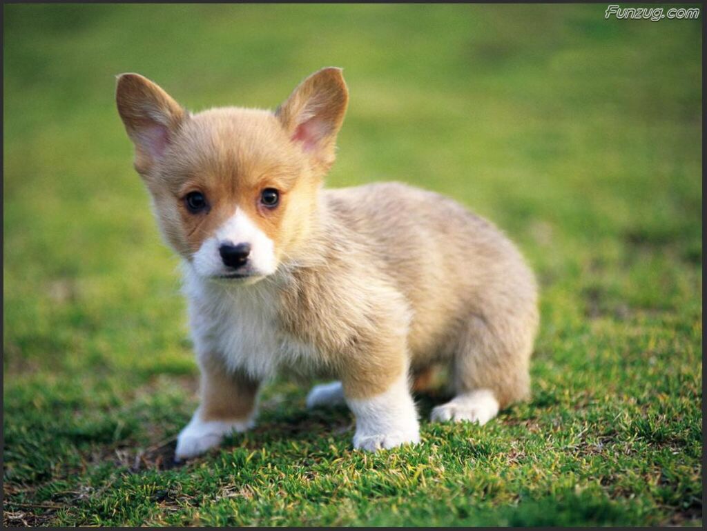 Cute pets Flashcards | Memorang