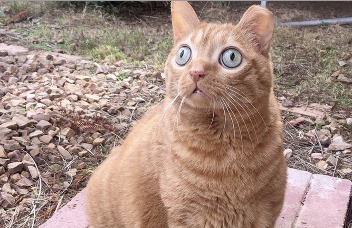 Basic English words for beginners Flashcards | Memorang