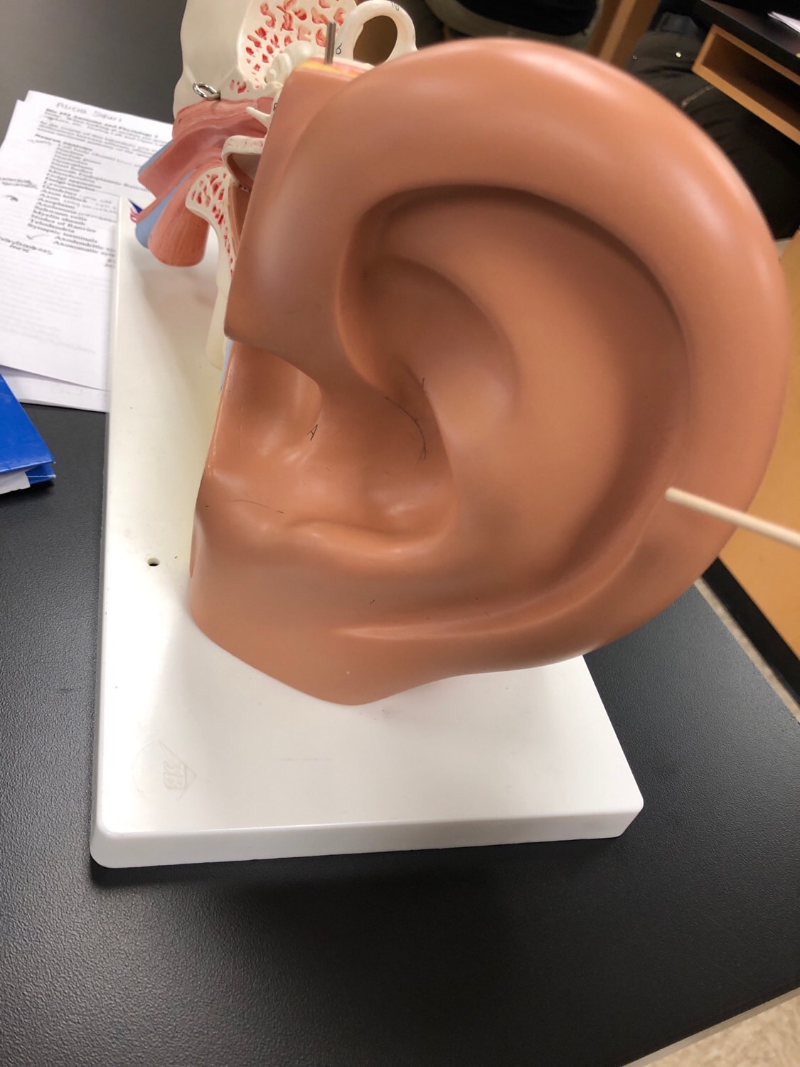 Human ear anatomy Flashcards | Memorang