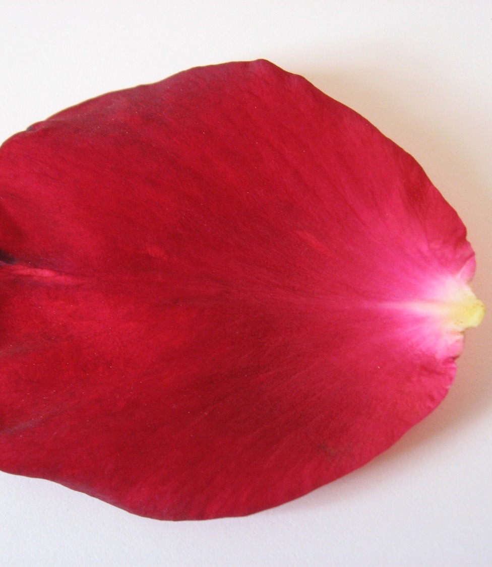 Parts Of A Flower Flashcards | Memorang
