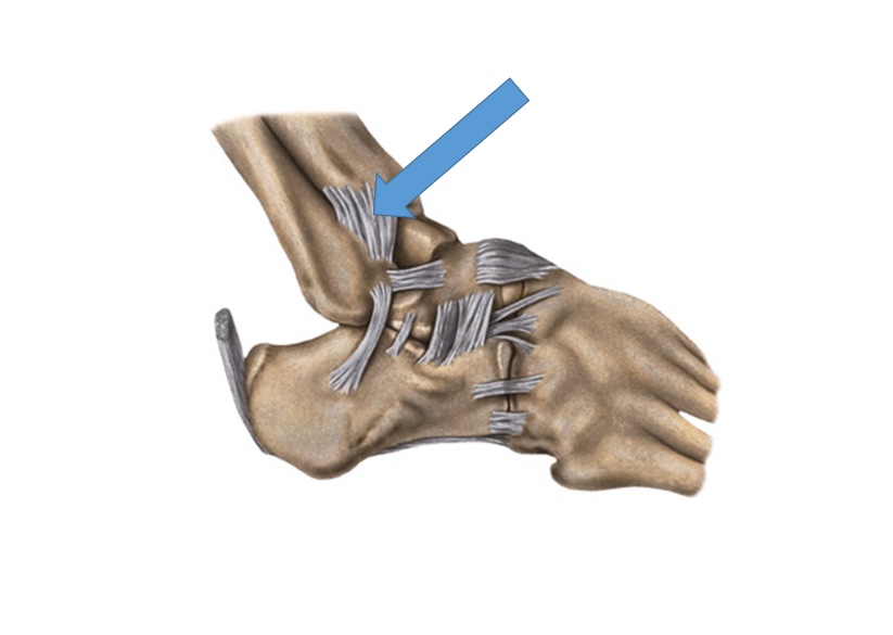 Ankle Joint Flashcards | Memorang