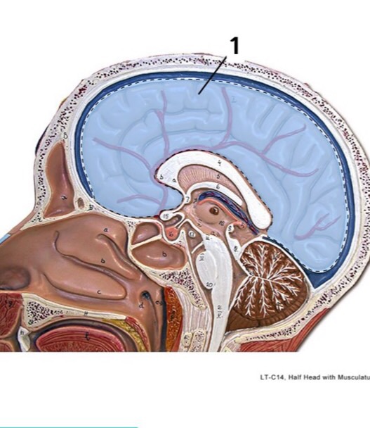 Brain models Flashcards | Memorang
