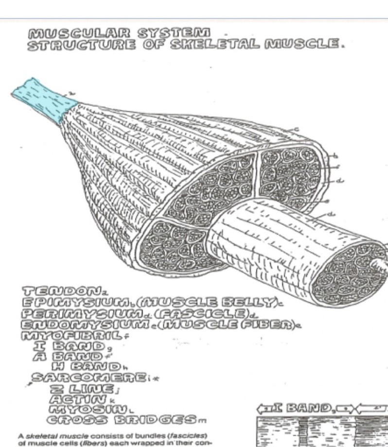 Muscle Structure Flashcards | Memorang
