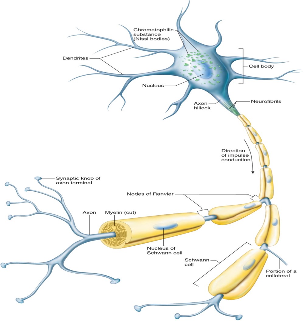 Ap1 Lab Nervous System Flashcards | Memorang
