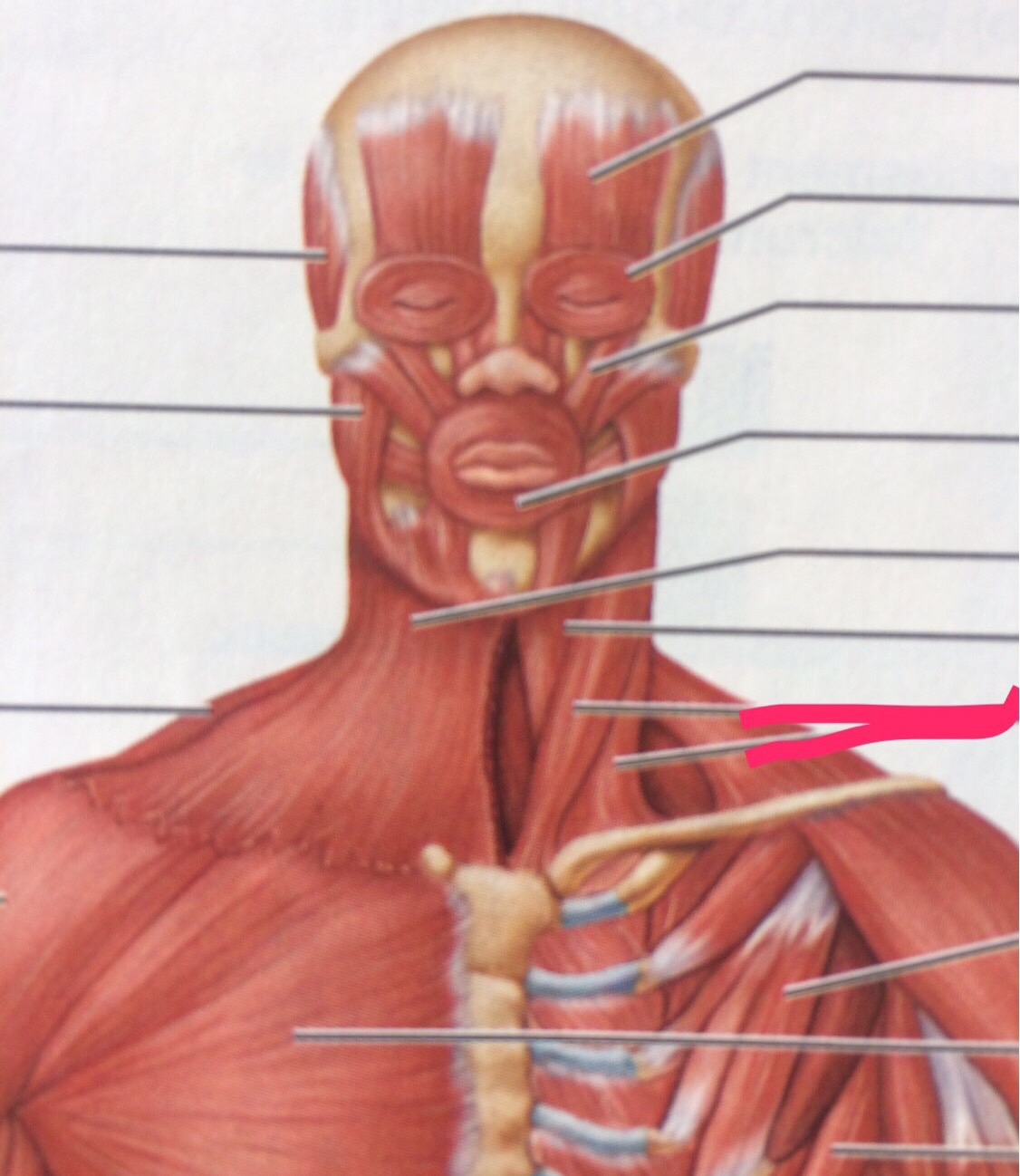 Muscle Names Flashcards | Memorang