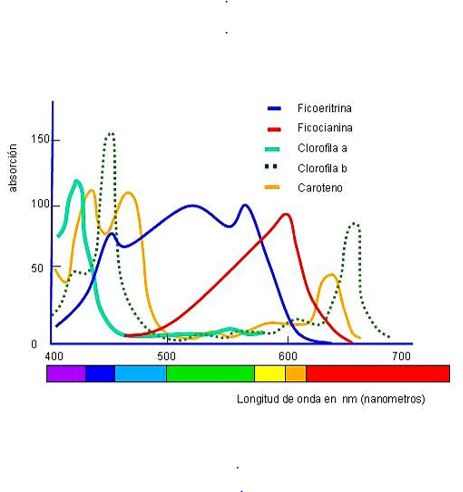Biologia PSU: clase 21 Flashcards | Memorang