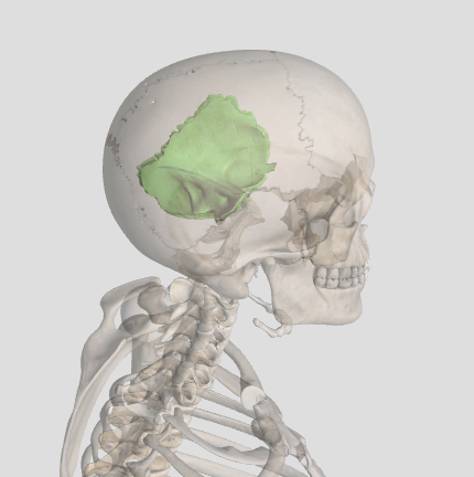 RSU anatomy Flashcards | Memorang