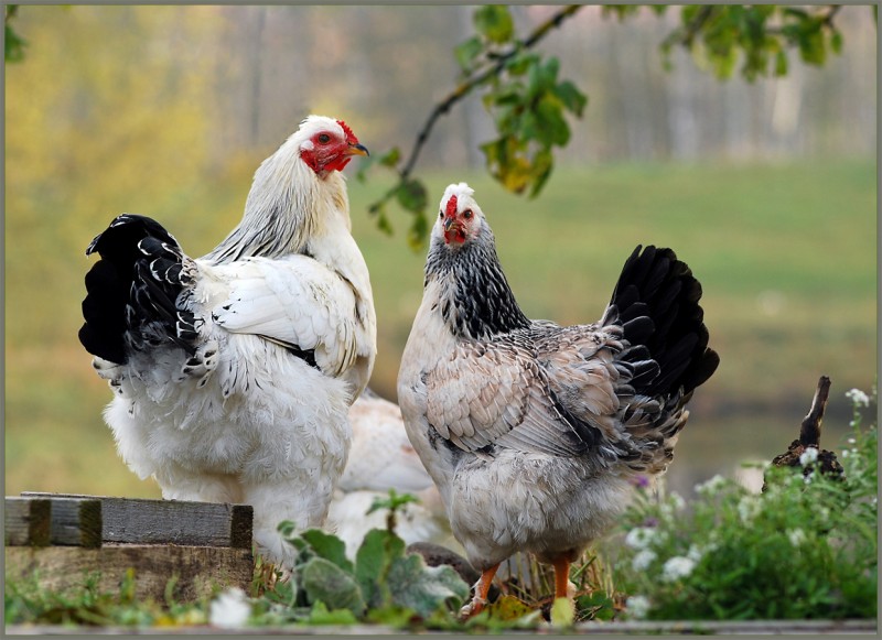 Latvian-Putni birds Flashcards | Memorang