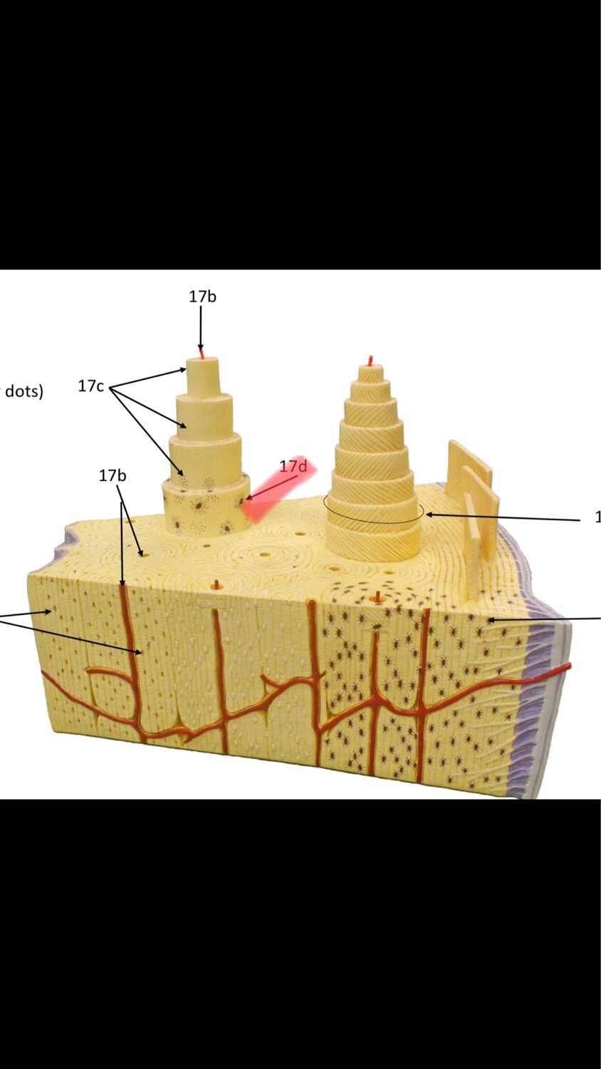Axial Skeleton Flashcards | Memorang