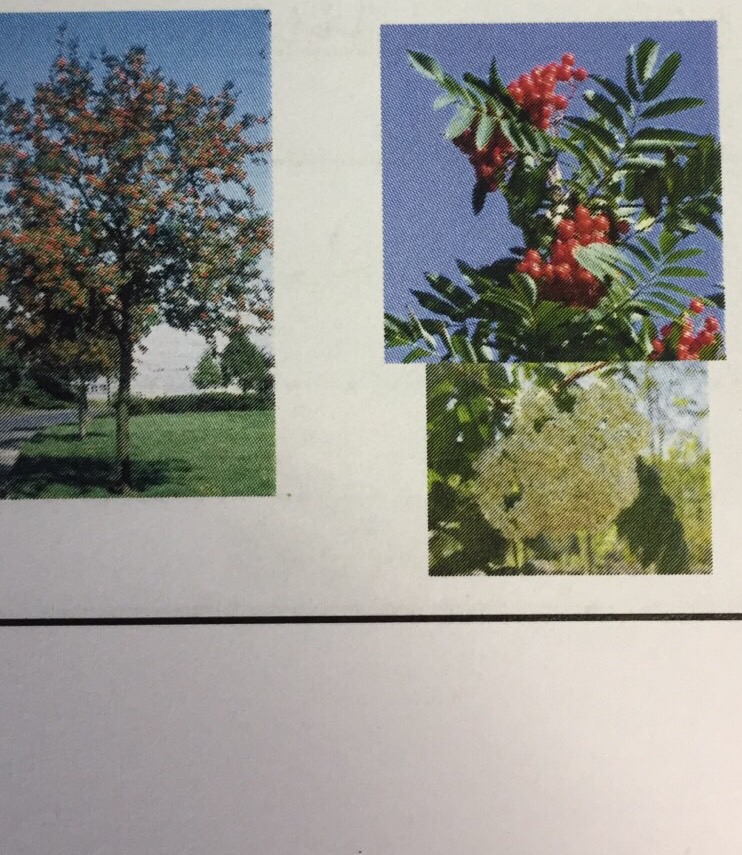 Deciduous & Evergreen Trees Flashcards | Memorang