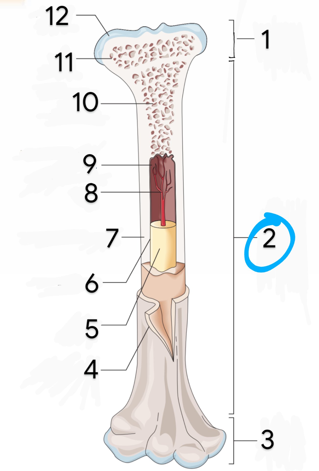 health prof: long bones Flashcards | Memorang