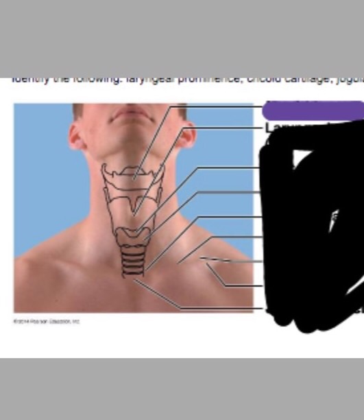 landmarks of neck Flashcards | Memorang