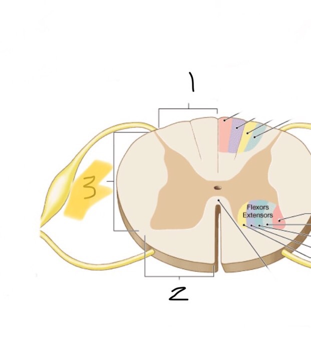 The Spinal Cord Flashcards | Memorang