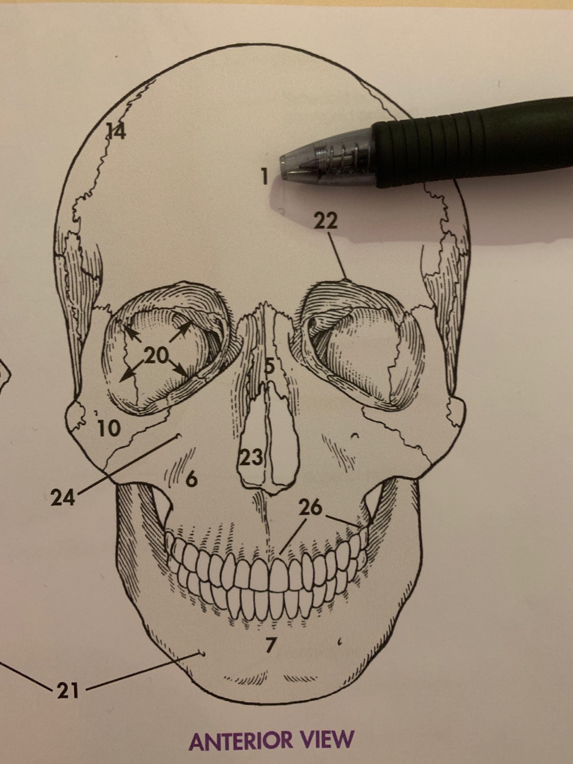 Bones of Skull Flashcards | Memorang