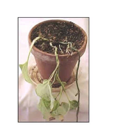 Vocabulary - Come on Rain 2 Flashcards | Memorang