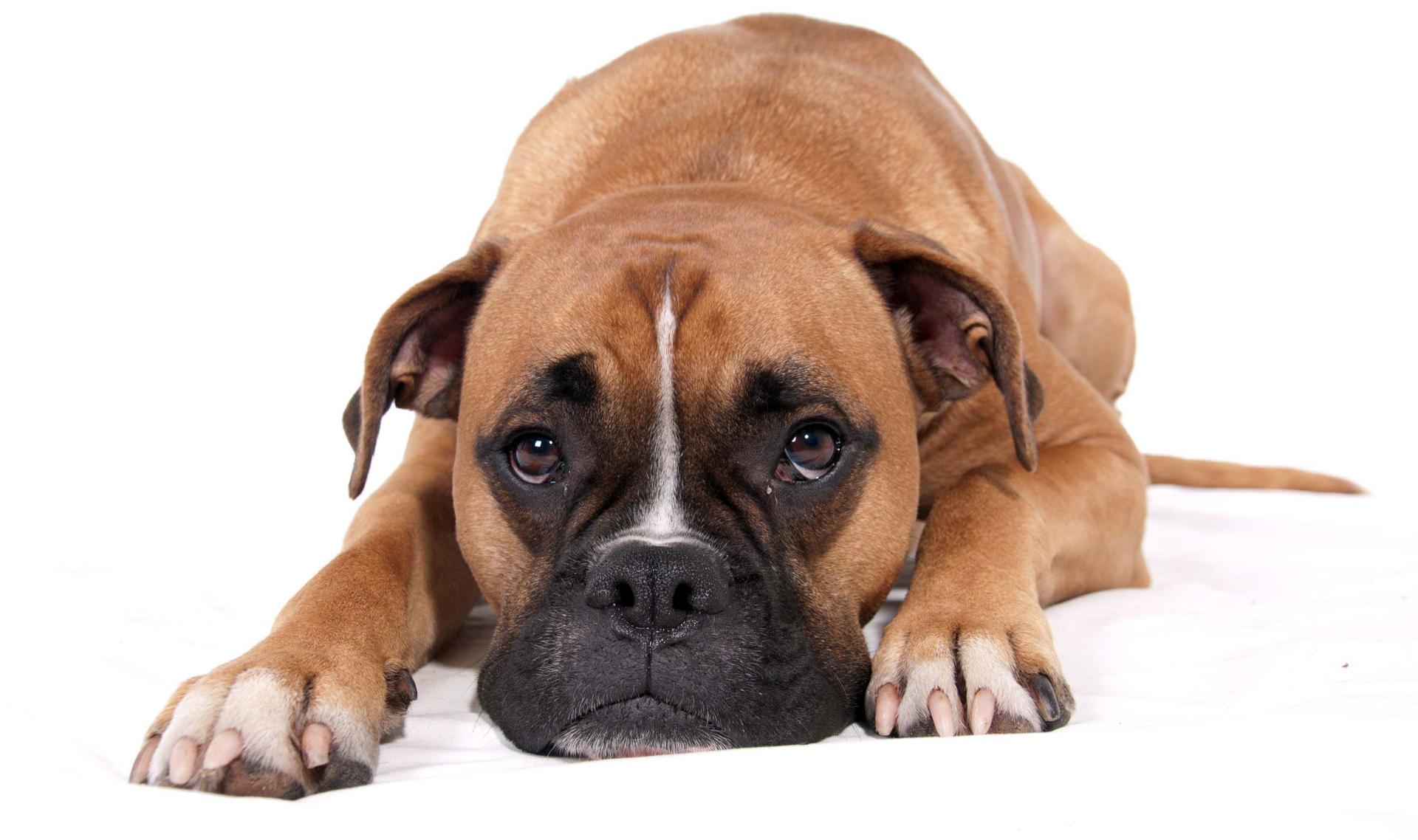 Bisaya (Animals) Flashcards | Memorang