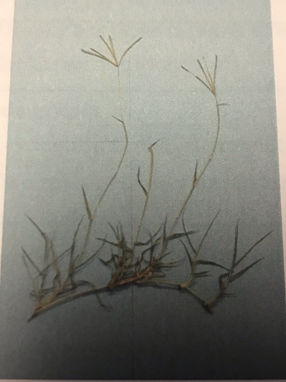 Forage Grasses ID Flashcards | Memorang