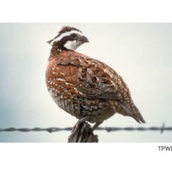 Texas 4H Identification: Upland Game Birds Flashcards | Memorang