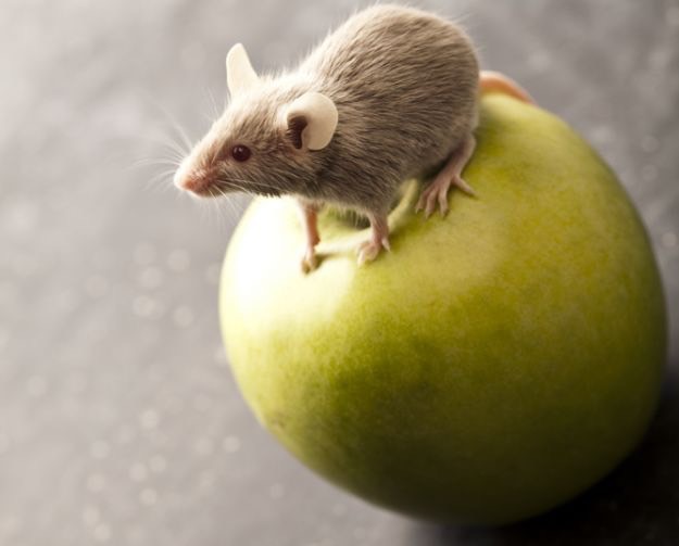 LUDA KRAVA Flashcards | Memorang