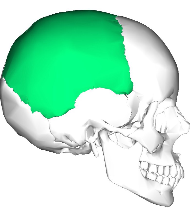 Bones of the skull Flashcards | Memorang