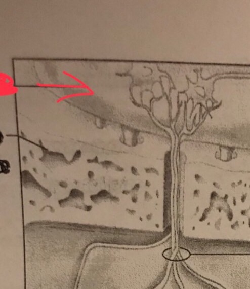 Eyes and ears Practical Flashcards | Memorang