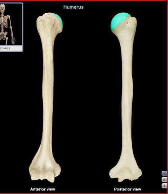 Arm Bones Flashcards | Memorang