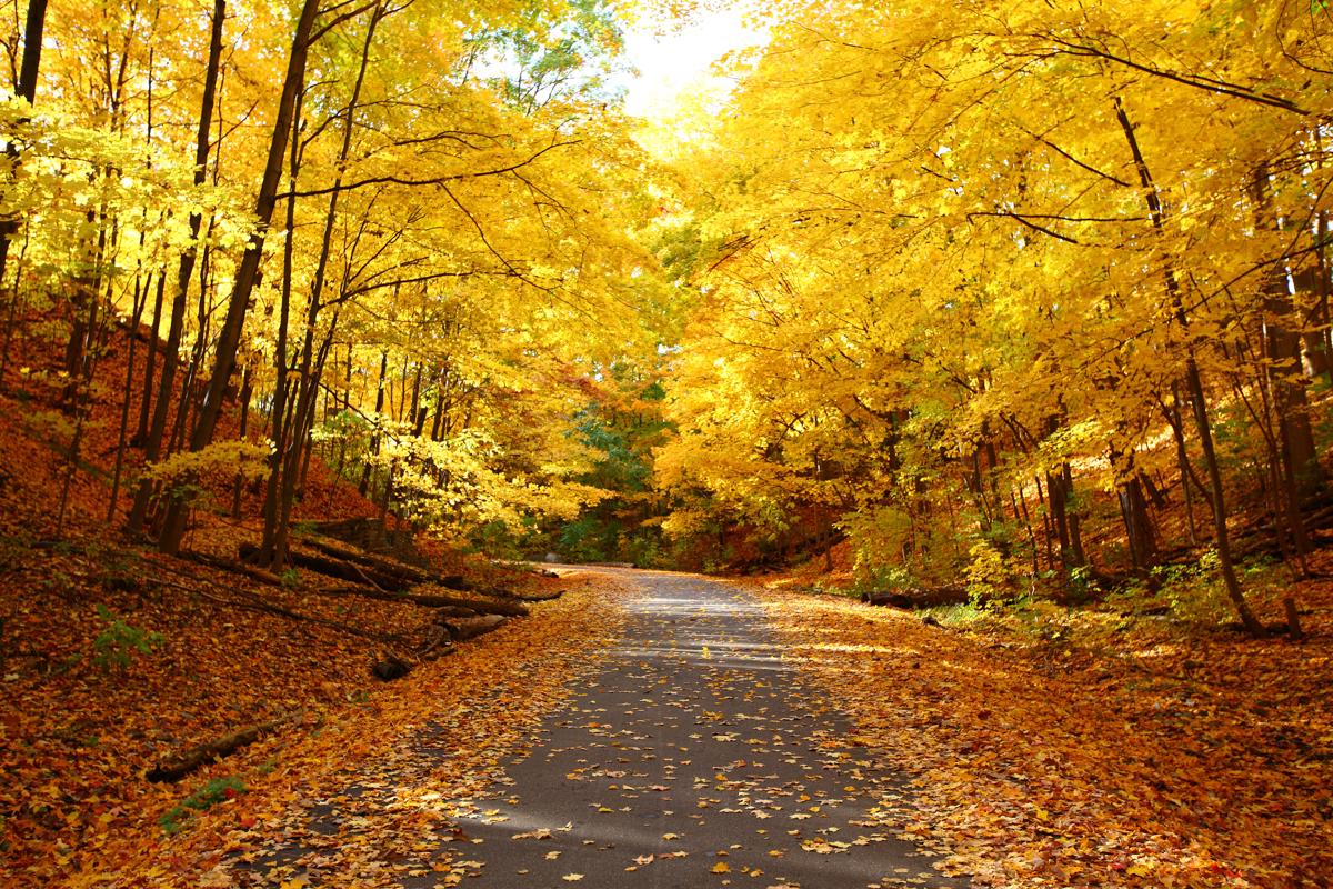 Trees and forest STUDY GUIDE Flashcards | Memorang