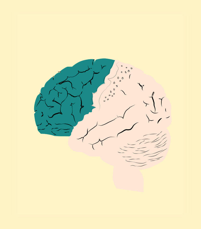 Brain Anatomy Flashcards | Memorang
