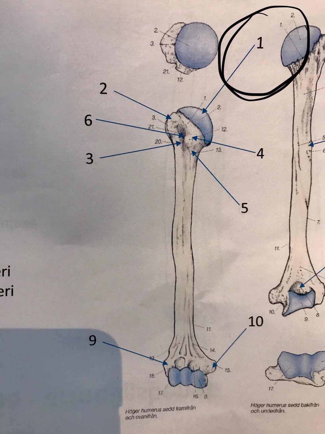 Armen Flashcards | Memorang