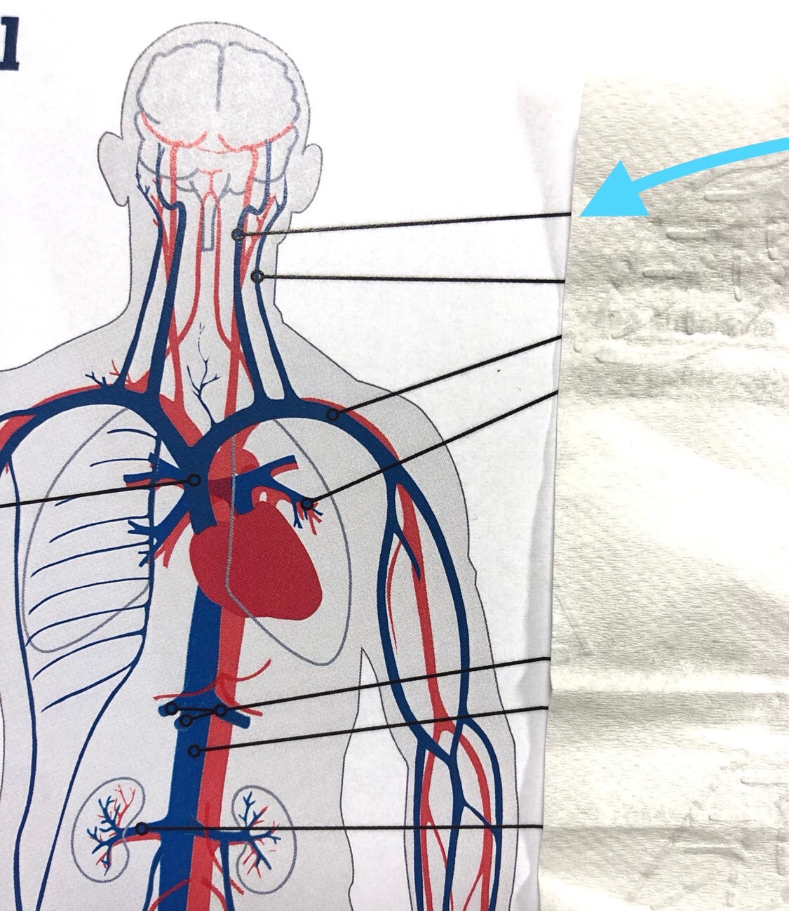 Venen stelsel Flashcards | Memorang