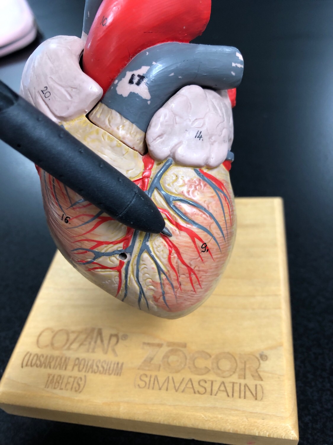 COZAAR heart model Lab Galen Flashcards | Memorang