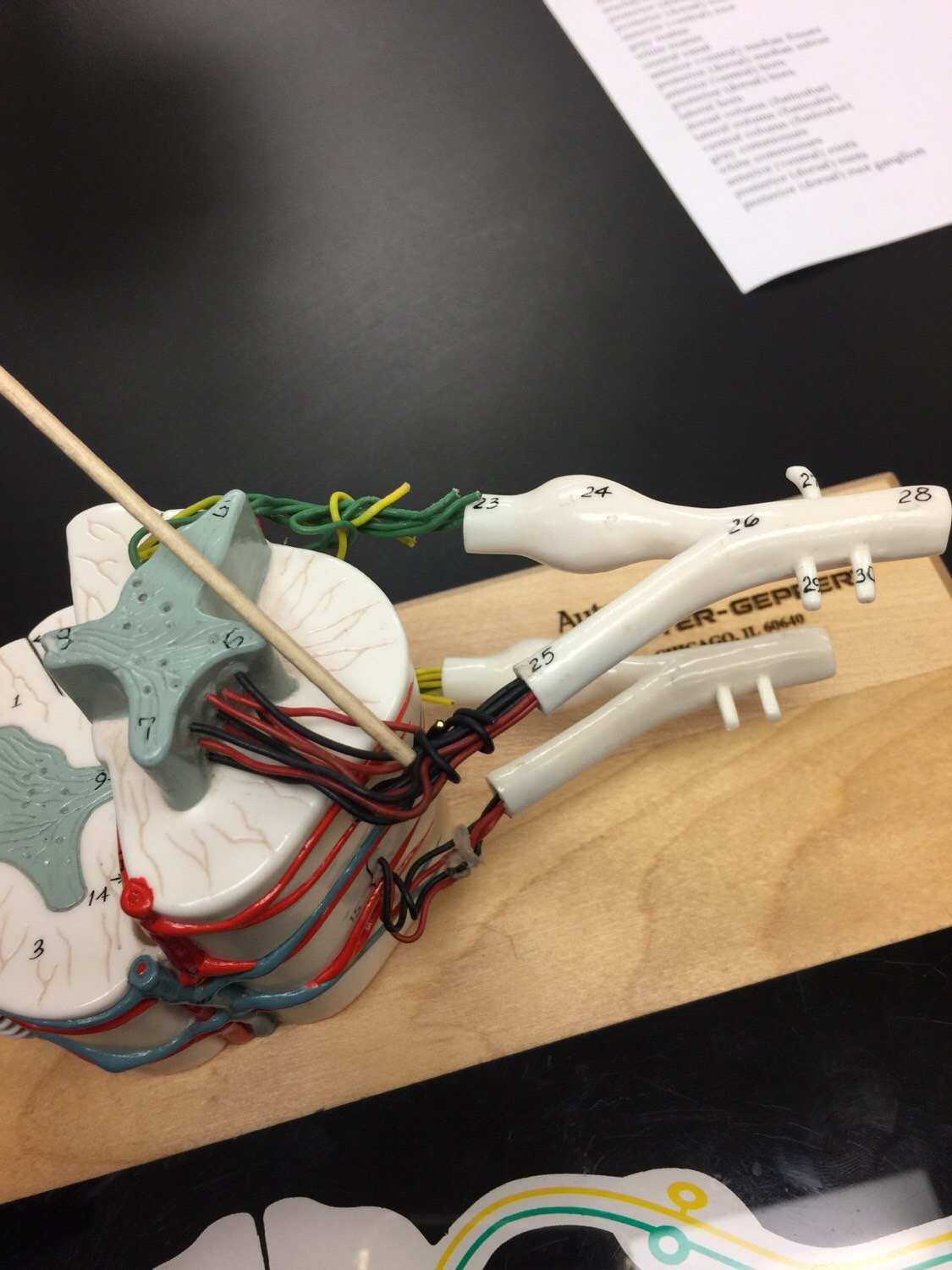 Cross Sectional View on Models Flashcards | Memorang