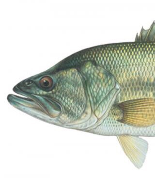 Common Midwest Pond Fish Flashcards | Memorang