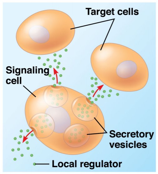 Cell Communication Flashcards | Memorang
