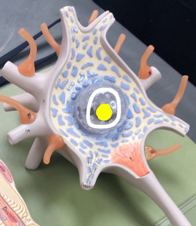 Neuron Identification Flashcards | Memorang