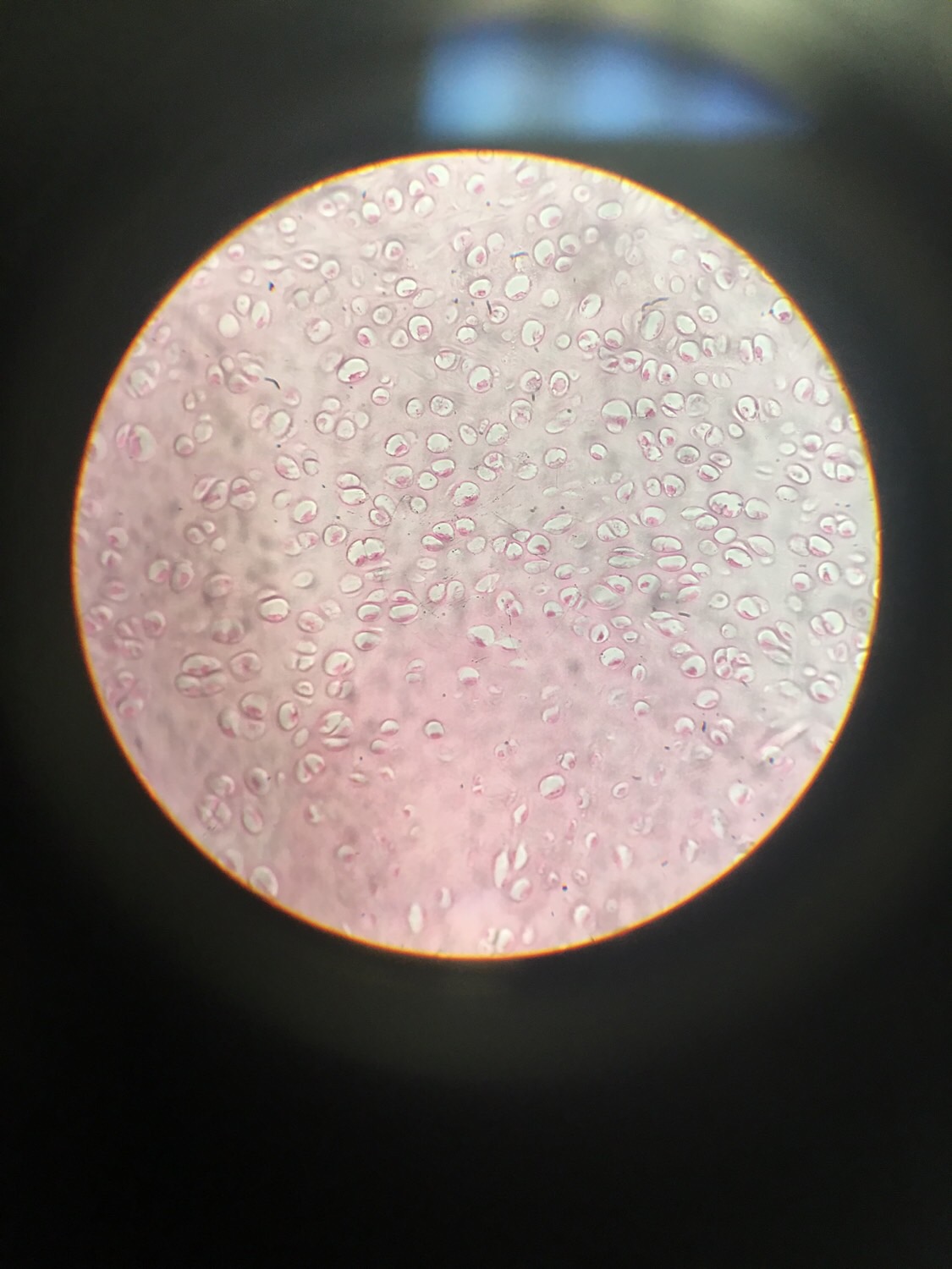 Anatomy Tissue Flashcards at Paul Maxwell blog