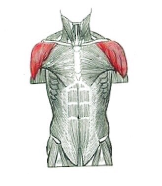 Muskler Flashcards | Memorang