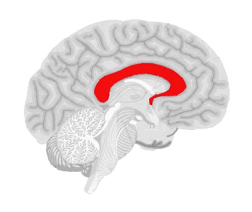 Brain Parts Flashcards | Memorang