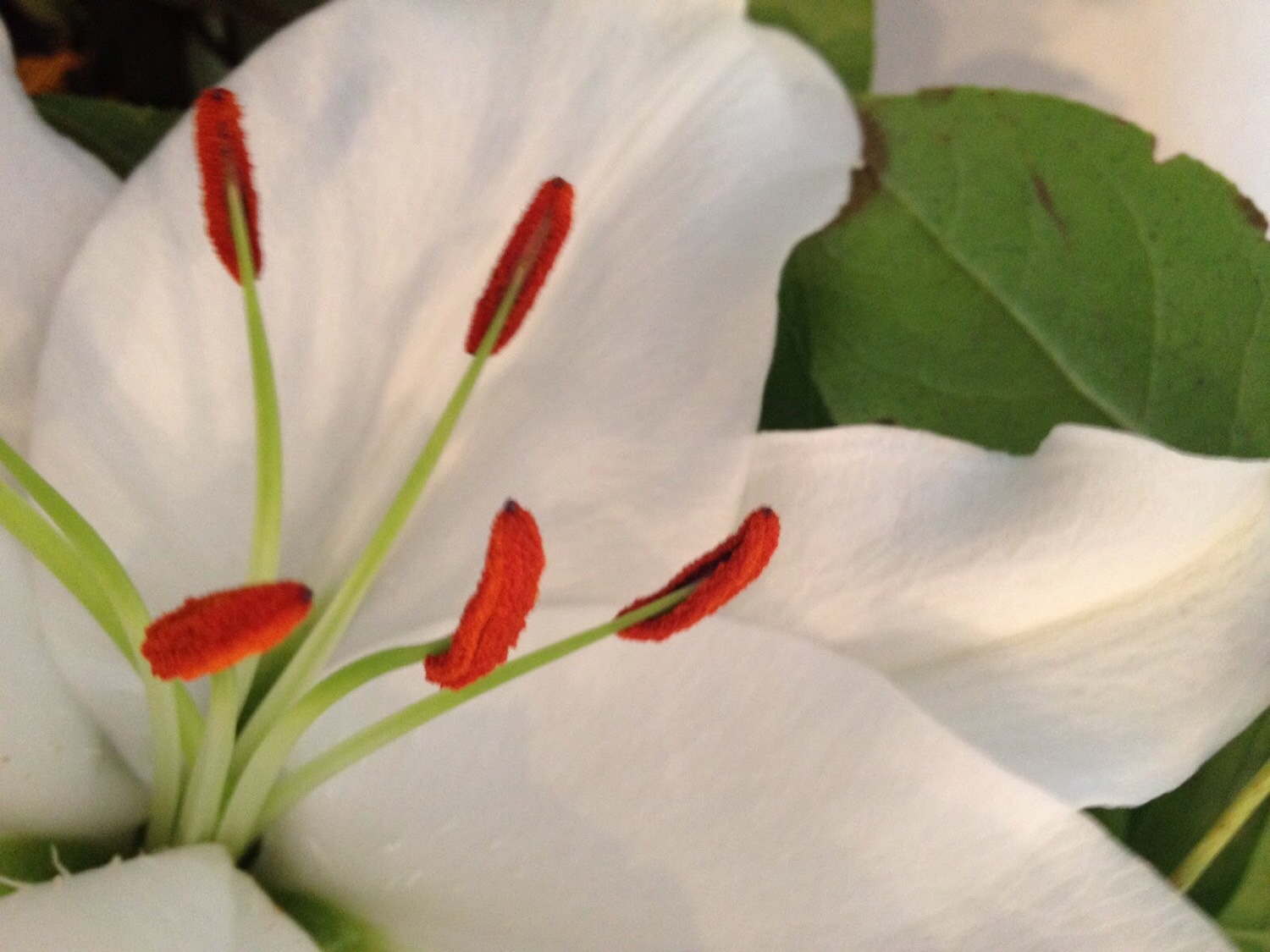 Plant reproduction Flashcards | Memorang