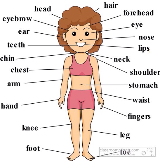 Nays French Human Body Parts Flashcards Memorang