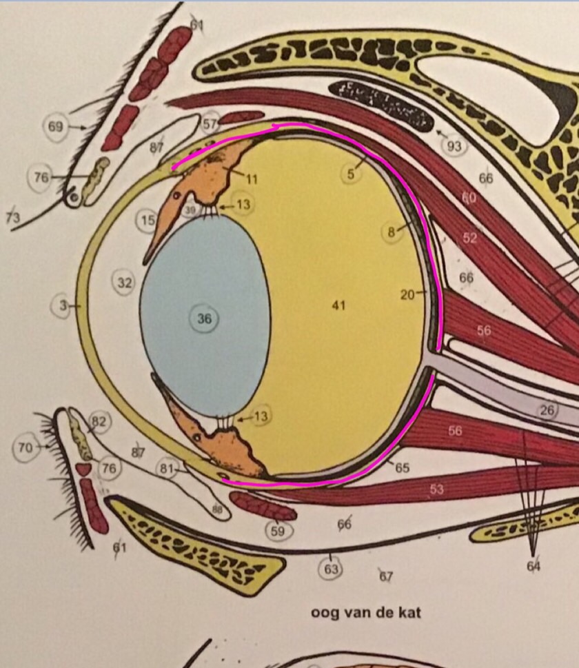 Oog Flashcards | Memorang