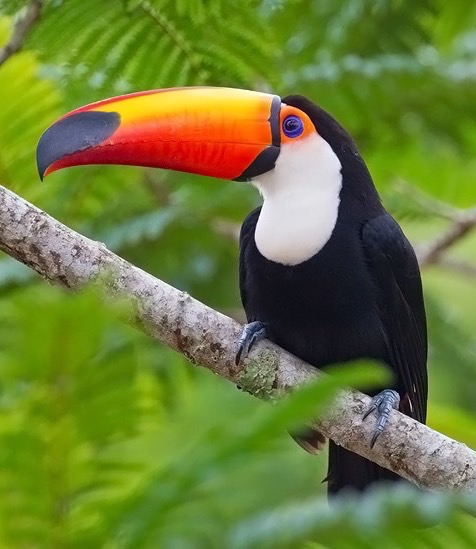 Toucans Flashcards | Memorang